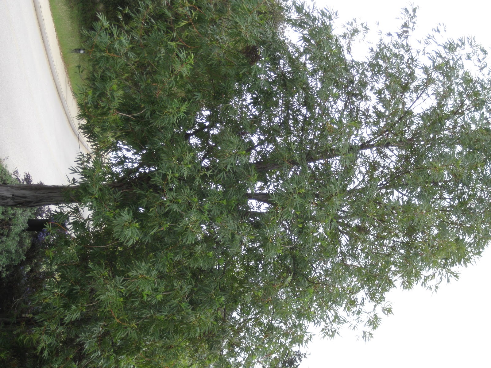 Trees of Santa Cruz County: Lyonothamnus floribundus aspleniifolius