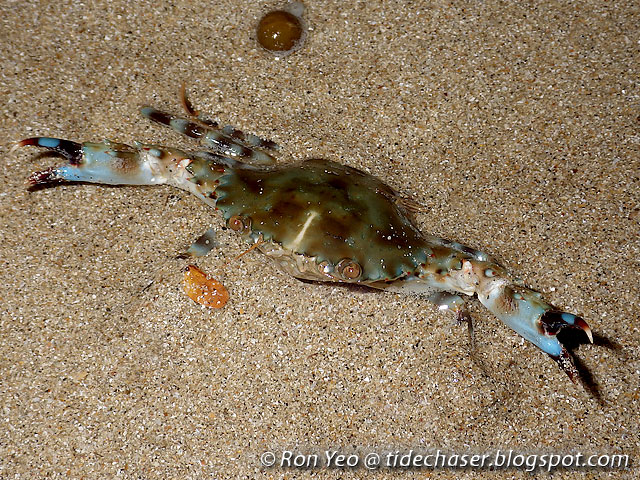 tHE tiDE cHAsER: Swimming Crabs (Phylum Arthropoda: Family Portunidae ...