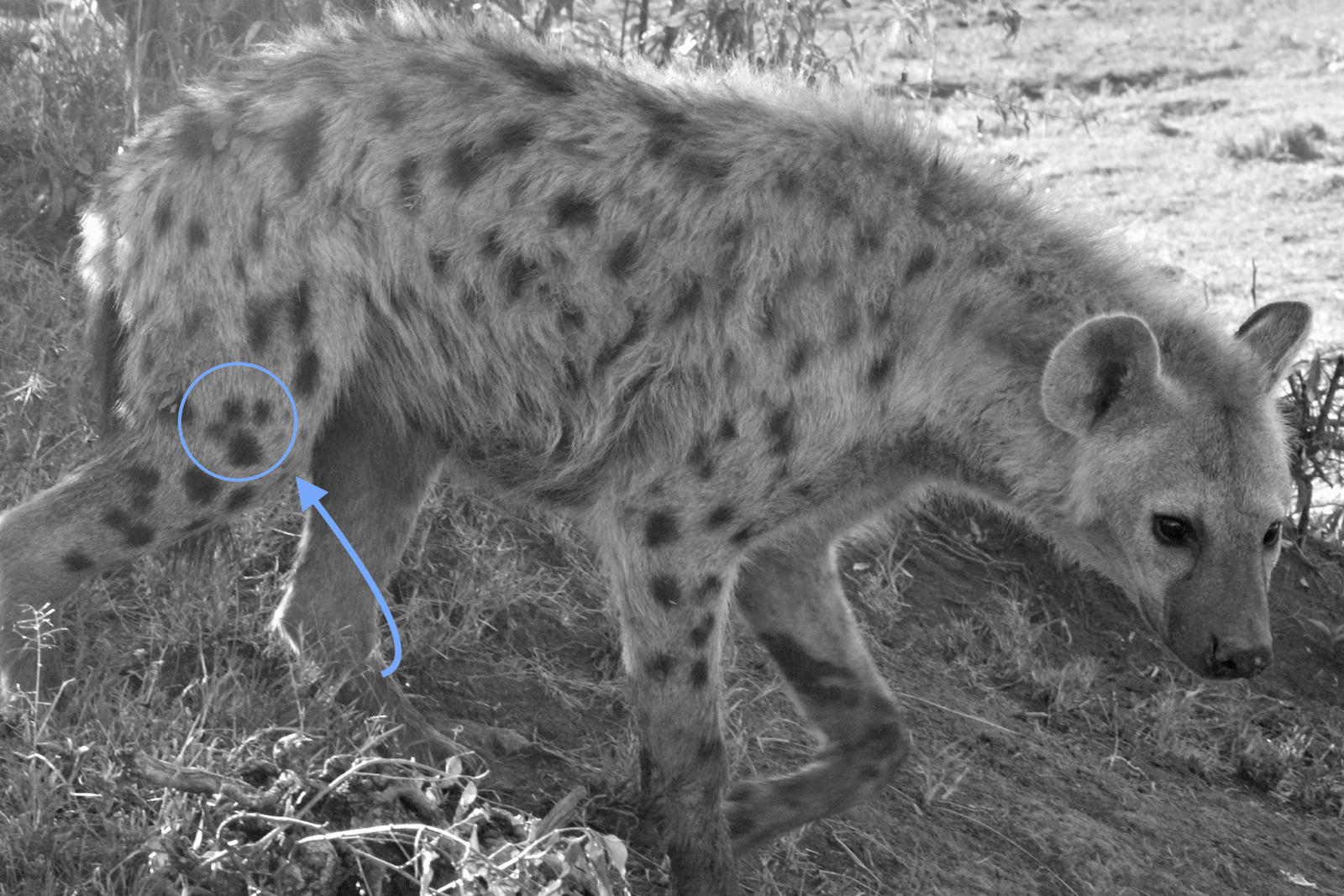 Notes From Kenya: MSU Hyena Research: 2018