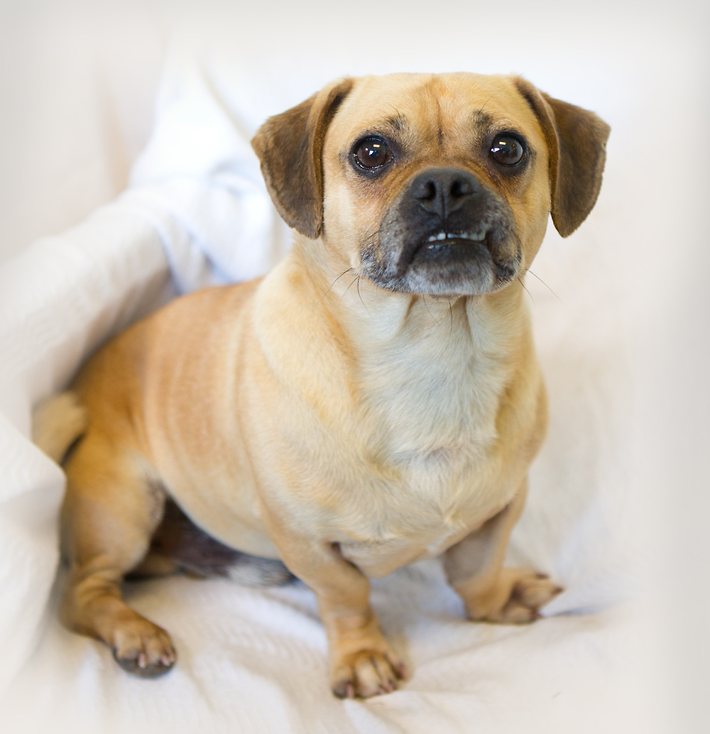 Shelter Dogs of Portland: "MUGGLE" a friendly and lively Puggle
