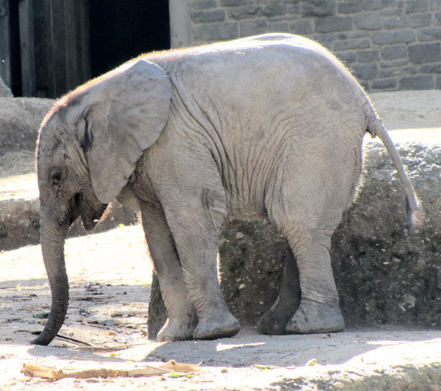My Polar Bear Friends and Friends of Polar Bears: The Amazing Tale of ...