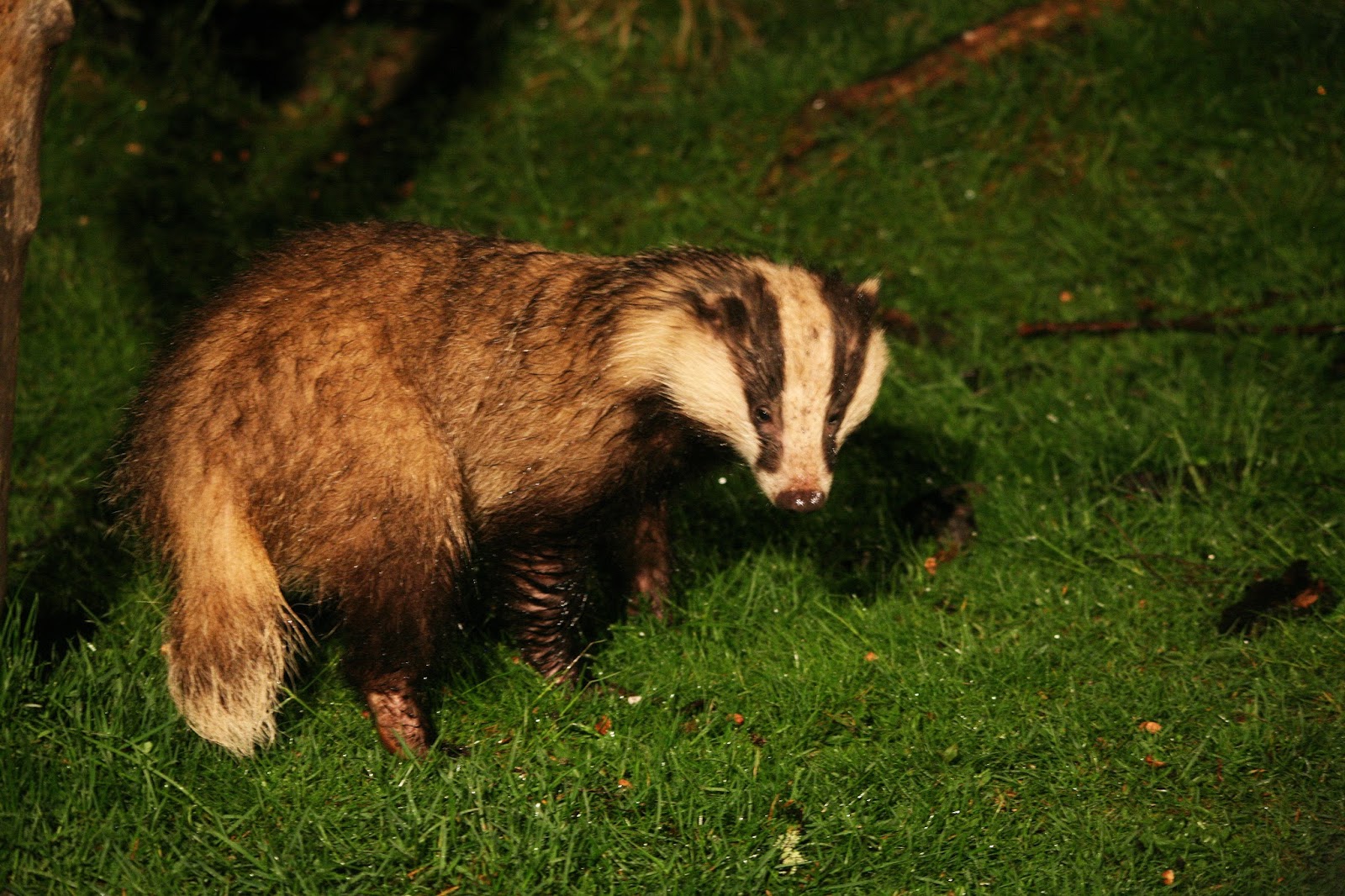 The Ginger Naturalist : Highlights from the Highlands Part 1