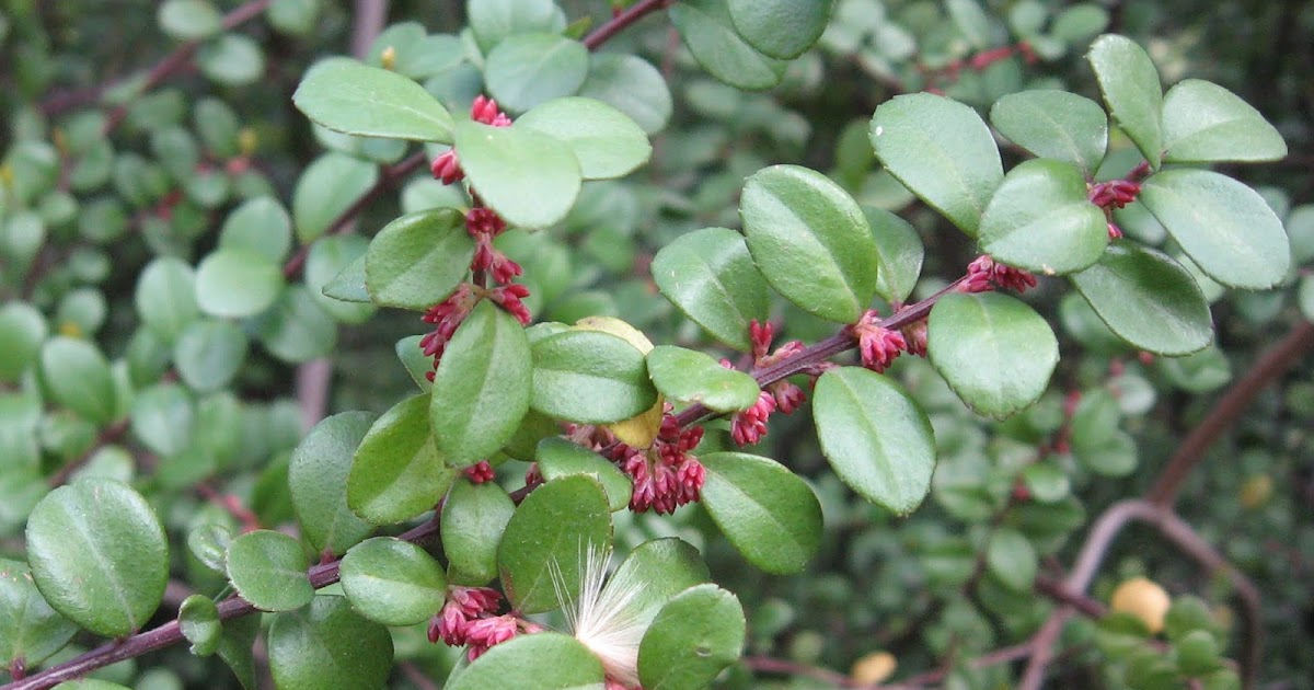 Variety of Life: Myrsine