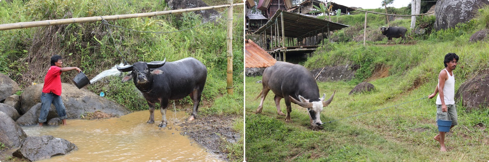 Los viajes de "jabi con b & pelgroc": 26 Nov. Rantepao "Tana Toraja ...
