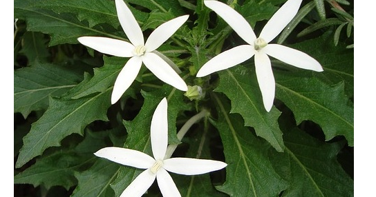 Got it !!!: Cara Mengobati Sakit Mata Dengan Obat Tetes Mata Alami Dari ...