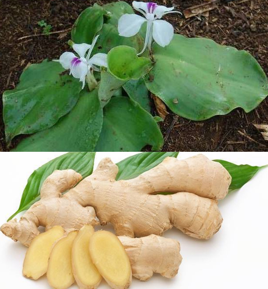 13 khasiat kencur untuk pengobatan tradisional ~ Sehat dengan tanaman ...