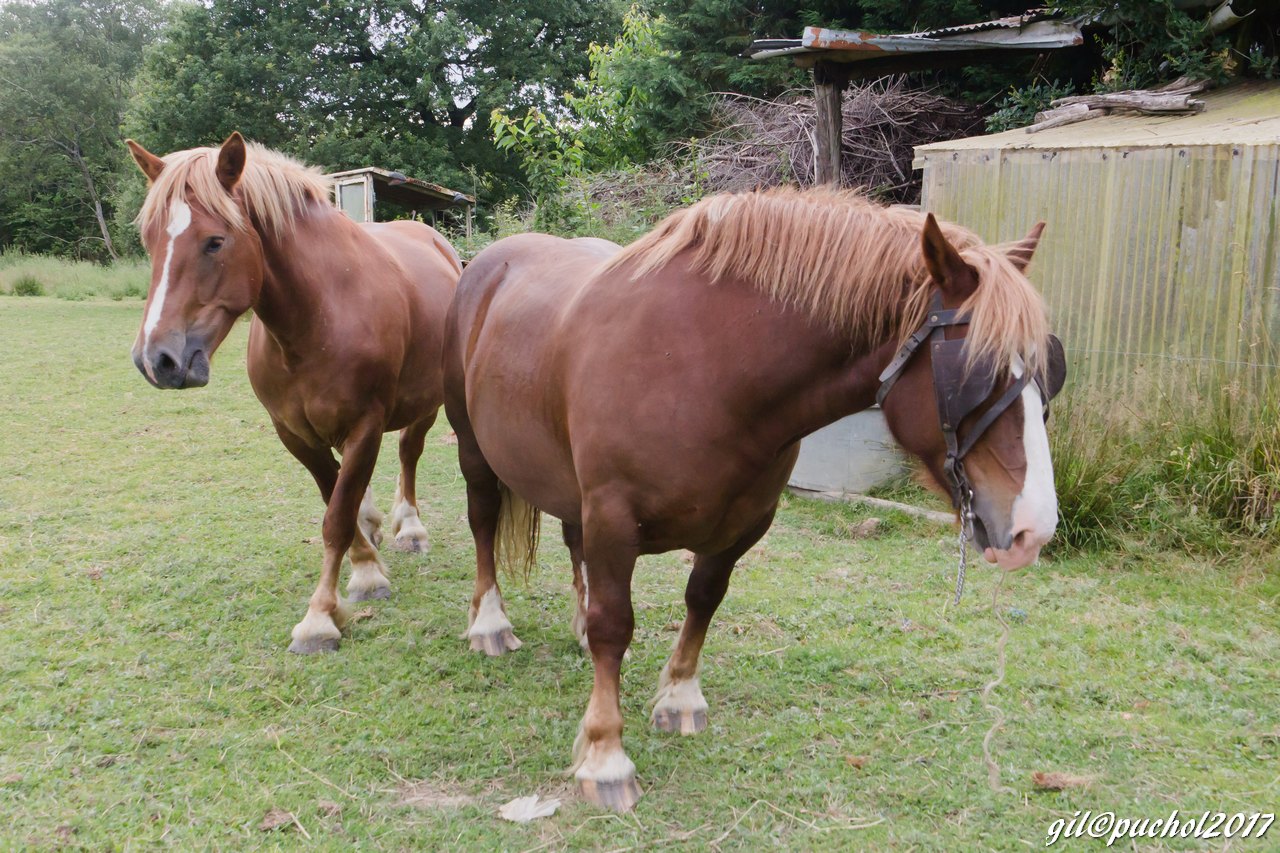 Images de Bretagne: Cheval postier breton.