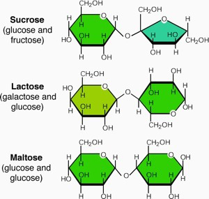 Senior Biology: Carbohydrates