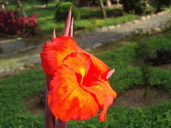 LAS MEJORES FLORES DEL ECUADOR: FLORES DE LA COSTA ECUATORIANA
