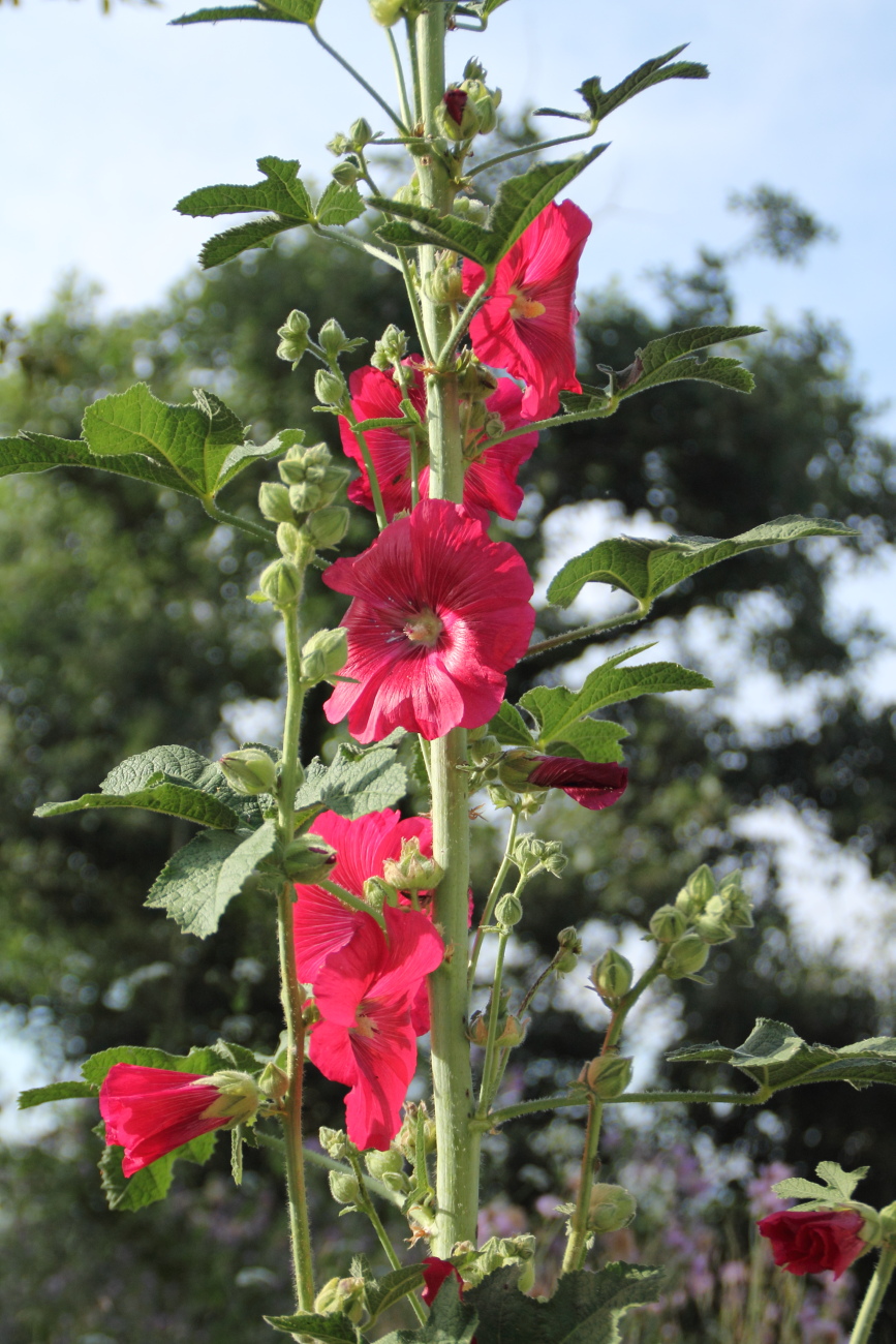 Les plantes de Torrelles: Althaea rosea