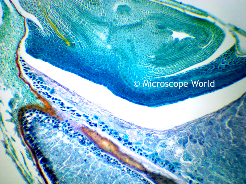 Microscope World Blog: June 2015