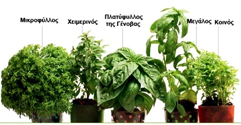 ΛΑΪΚΗ ΠΑΡΑΔΟΣΗ: ΚΑΛΛΙΕΡΓΕΙΑ ΤΟΥ ΒΑΣΙΛΙΚΟΥ