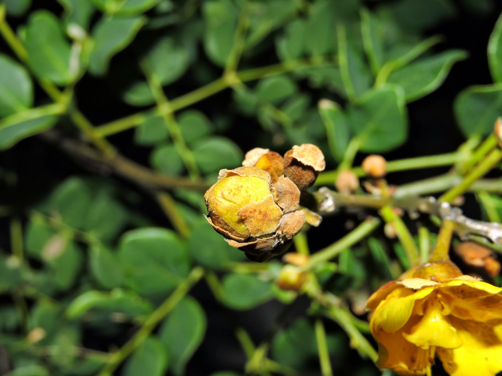 Fabaceae - Leguminosae no Brasil: Fabaceae - Cenostigma bracteosum (Tul ...