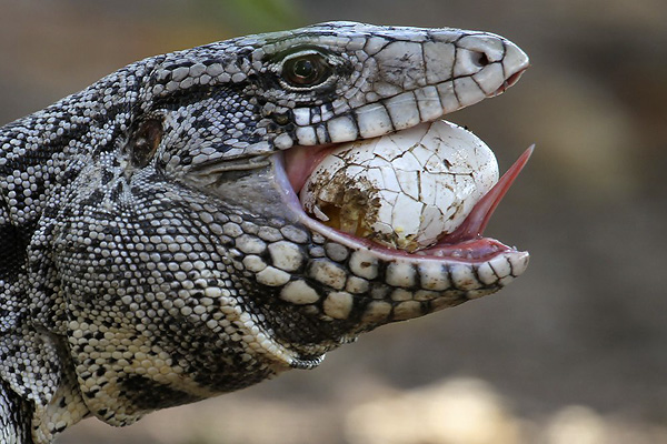 Uruguay y sus curiosidades-Uruguay and its curiosities: Big Lizard in ...