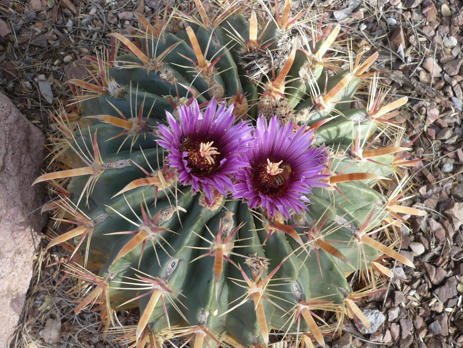 2dodges2go: 12/6/12 - Boyce Thompson Arboretum SP