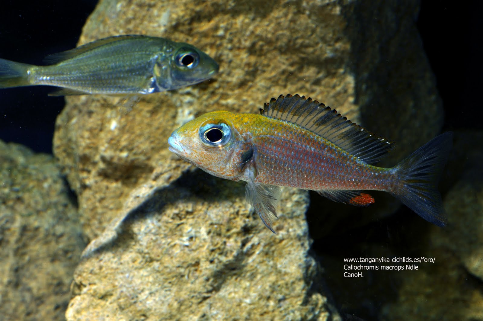 Tanganyika , un mundo a parte.: Fotos Callochromis macrops Ndole. II