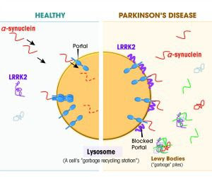 Our Parkinson's Place: Investigating the most common genetic ...