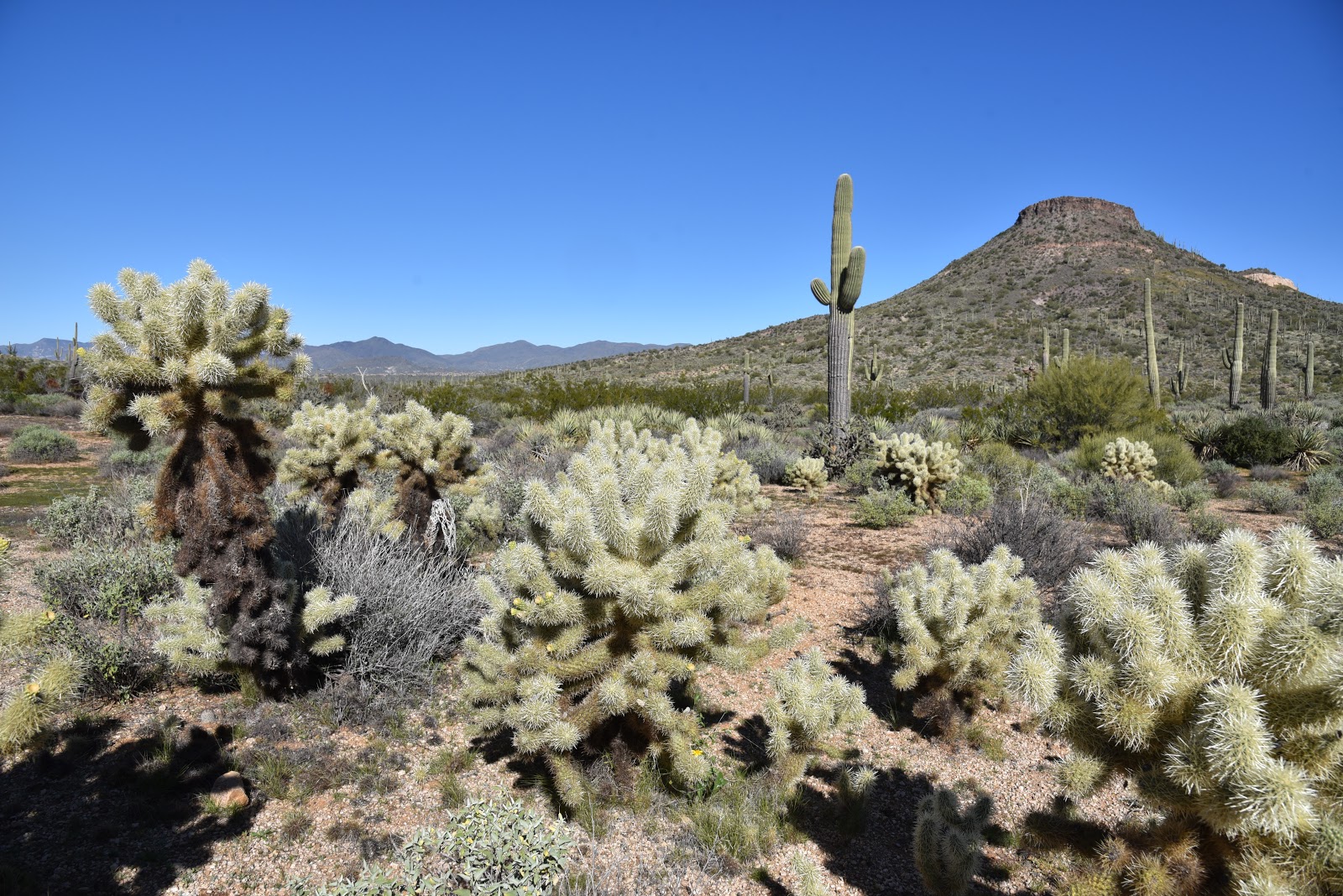 Arizona Hiking: BASALT RIDGE OVERLOOK
