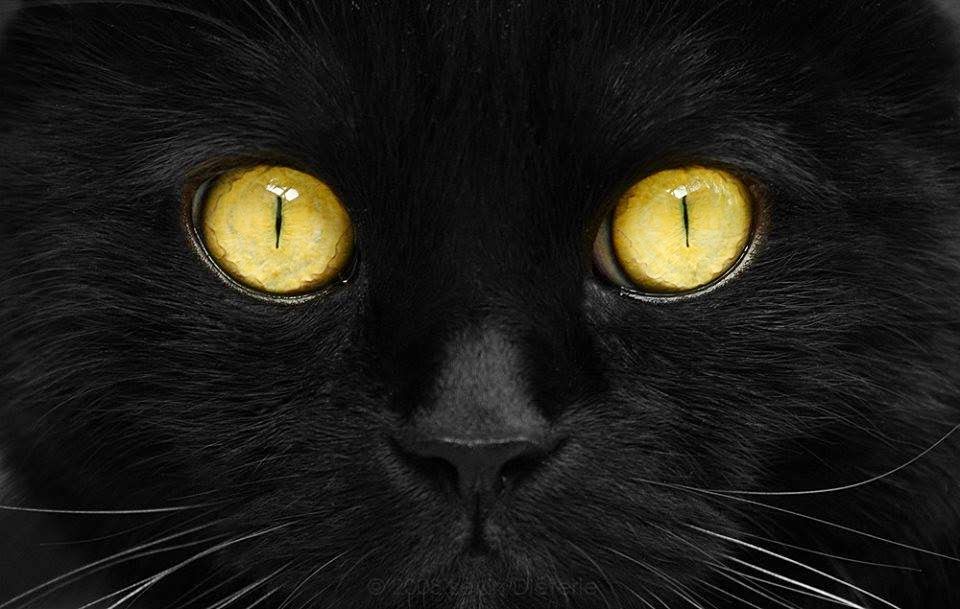 Proteção aos Animais: Gato preto dá sorte!