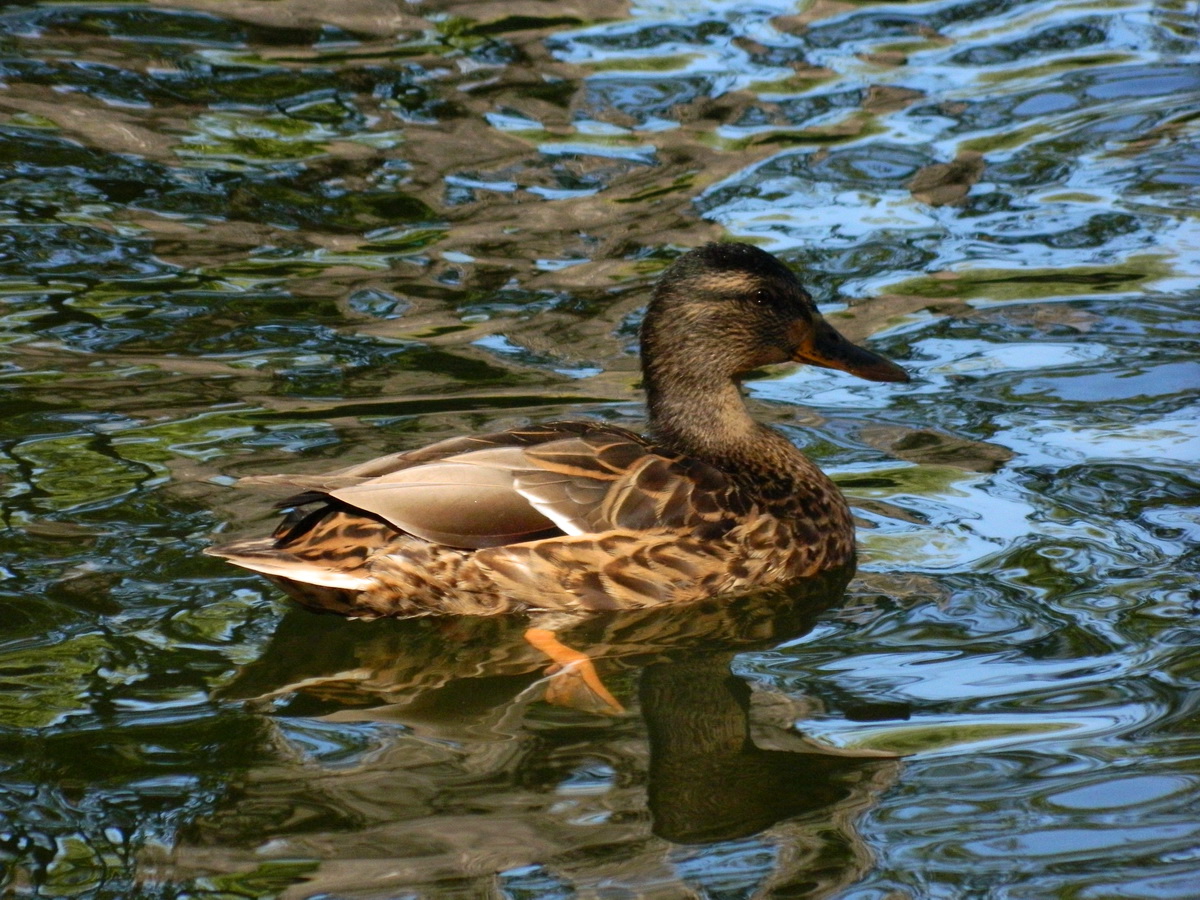 LA MULTI ANI, ROMANIA!: Rate pe lac