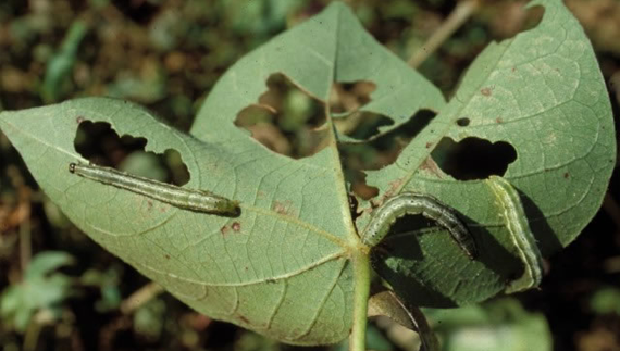 Gejala dan Kerusakan Akibat Serangan Hama | Guruh Zulfahmi