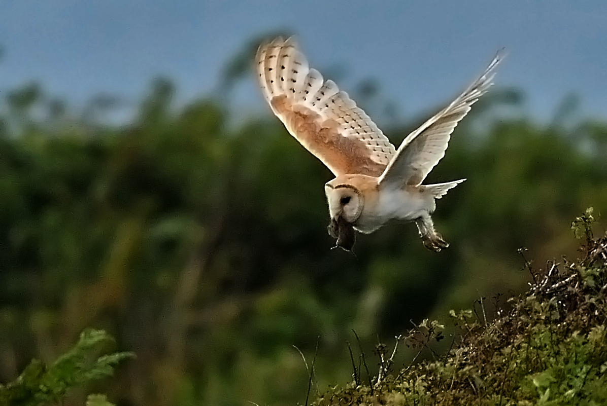 Alan James Photography : Barn owls with prey