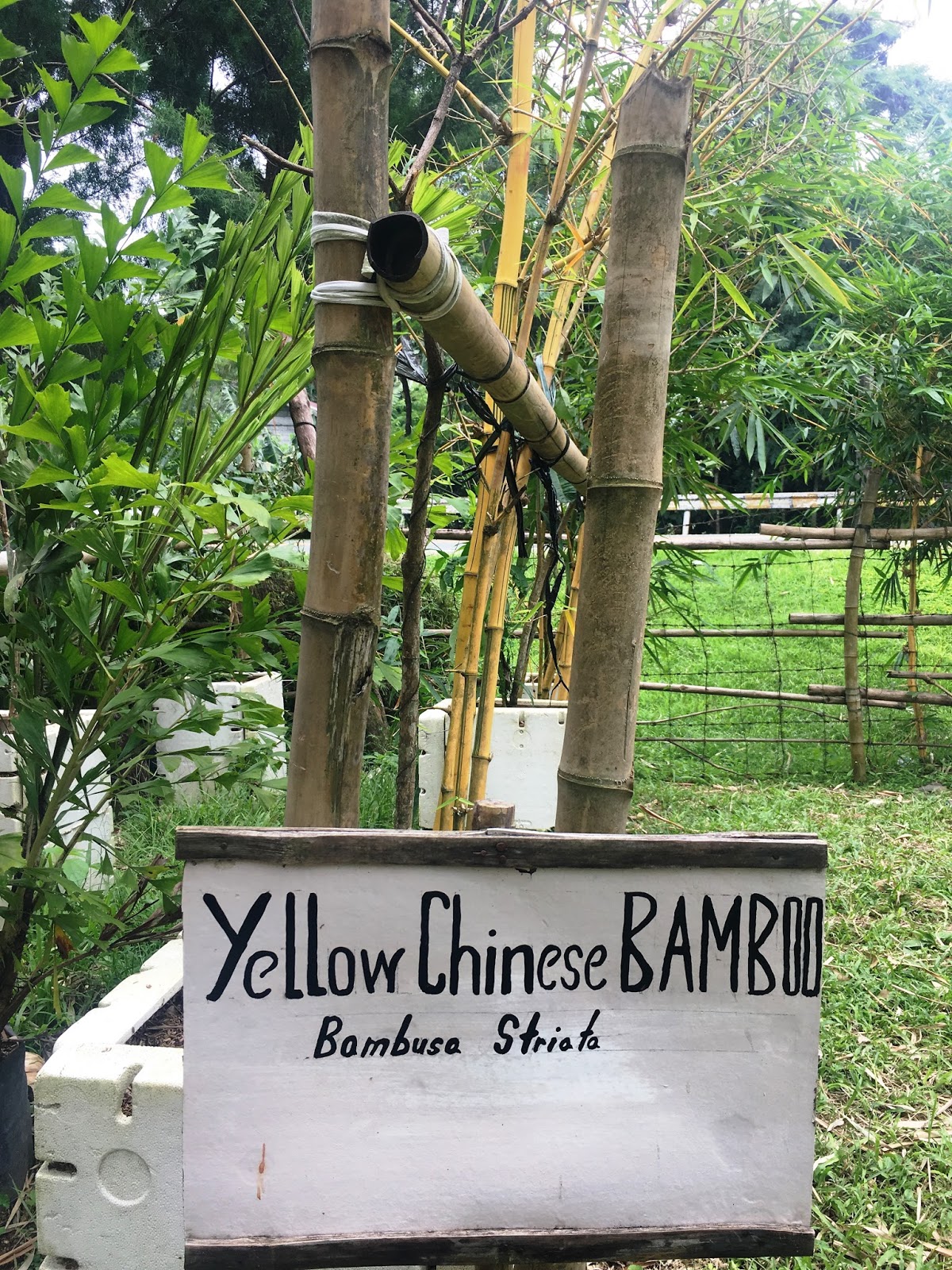 Bicolano Penguin: KAWAYAN FARM RESTAURANT: A Pleasant Surprise in the ...