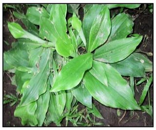 kacholam-k-kacho-ka-(Kaempferia galanga,kencur, aromatic ginger, sand ...