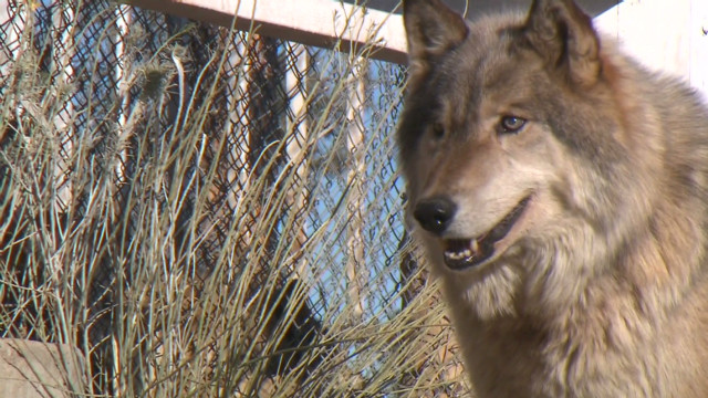 White Wolf : Rescued Wolf Dogs Cared For By War Veterans (Video)