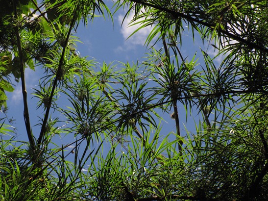 Biodiversidad y Conservación: Los chusques - Bambúes de los Andes