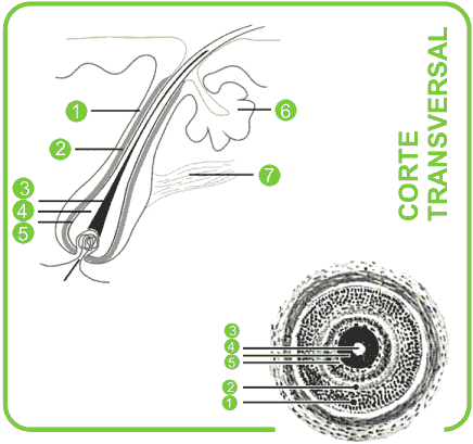 Pelo Afro, estructura