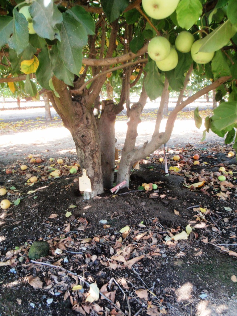 Xtremehorticulture of the Desert: Planting Two Cherries in a Single ...