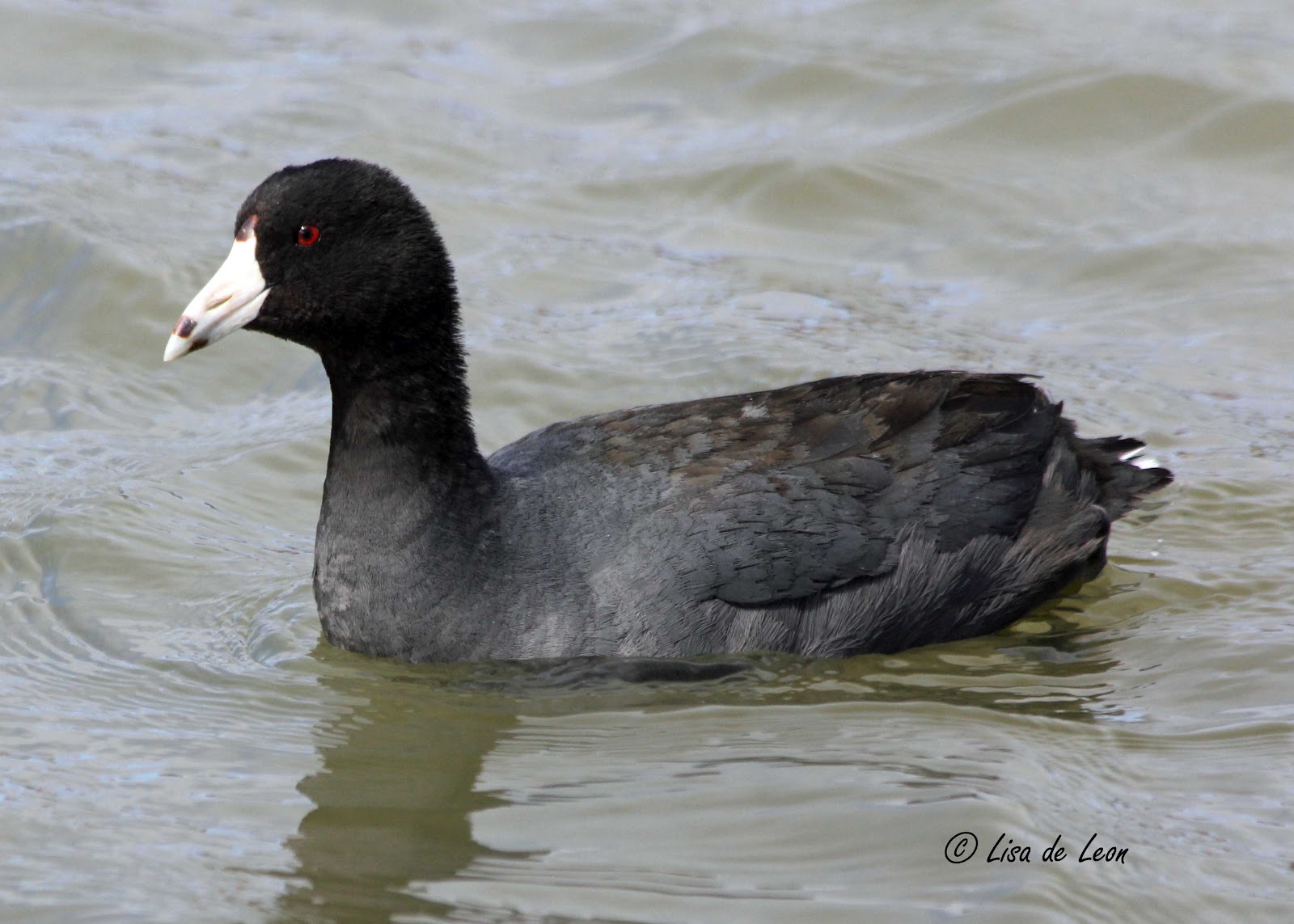 Birding with Lisa de Leon: The American Coots are Lingering