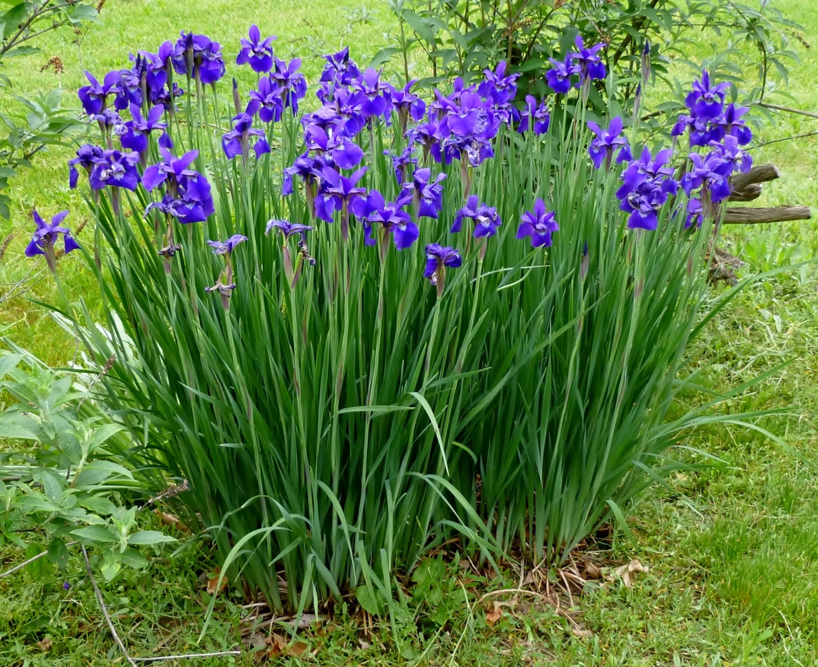 Backyard Irises