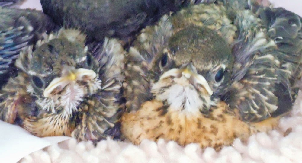 Big Sky Bird Rescue News: Big Sky Bird Rescue Braces for Spring Surge ...