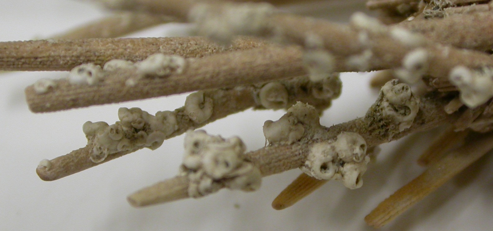 The Echinoblog: What is Going on with cidaroid sea urchins and their ...