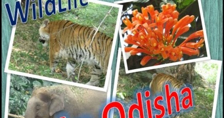 Wildlife in Odisha