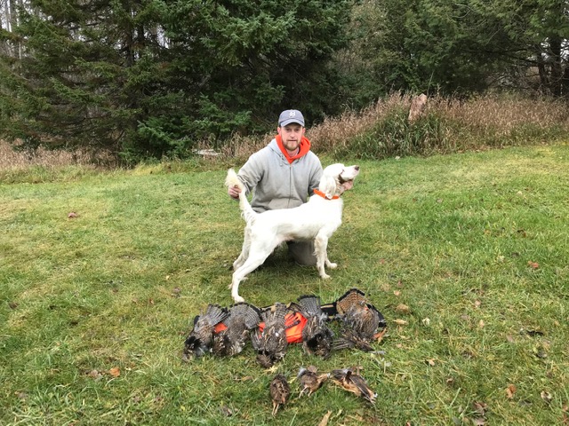 Pinestraw Setters: Pine Straw Smudge - amazing grouse dog and grouse ...