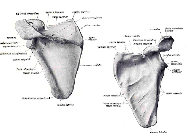 DERS NOTLARI: Ekim 2015