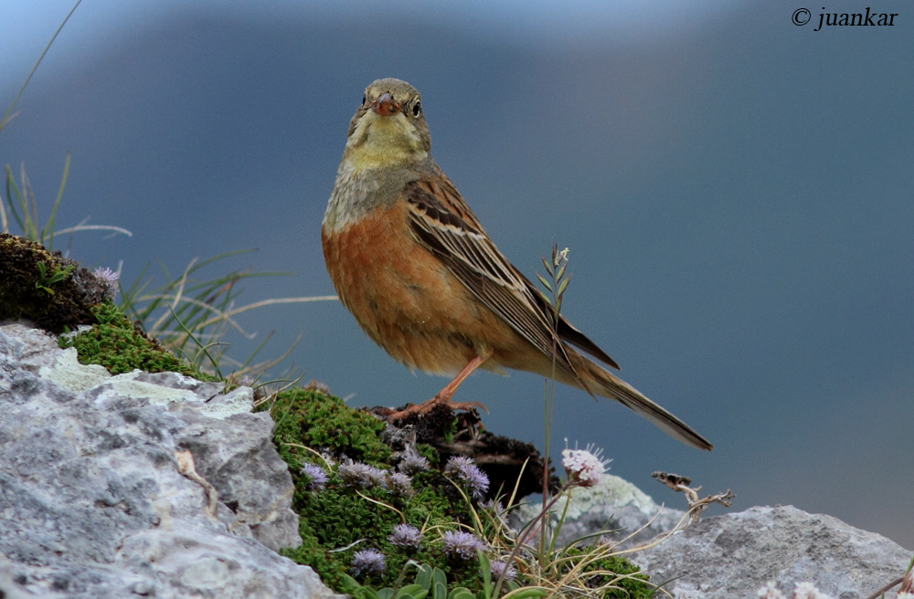 Miradas Cantábricas: Escribano hortelano en el pirineo