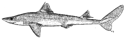Tiburones en Galicia: Claves de los Squaliformes