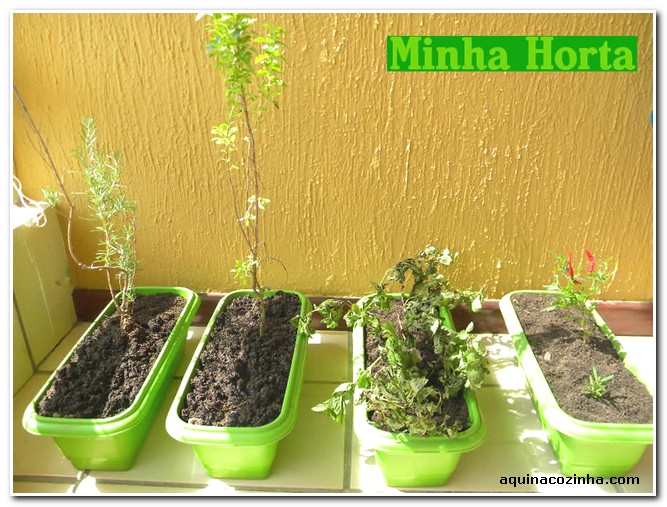 mini-horta: Fotos de mini-horta