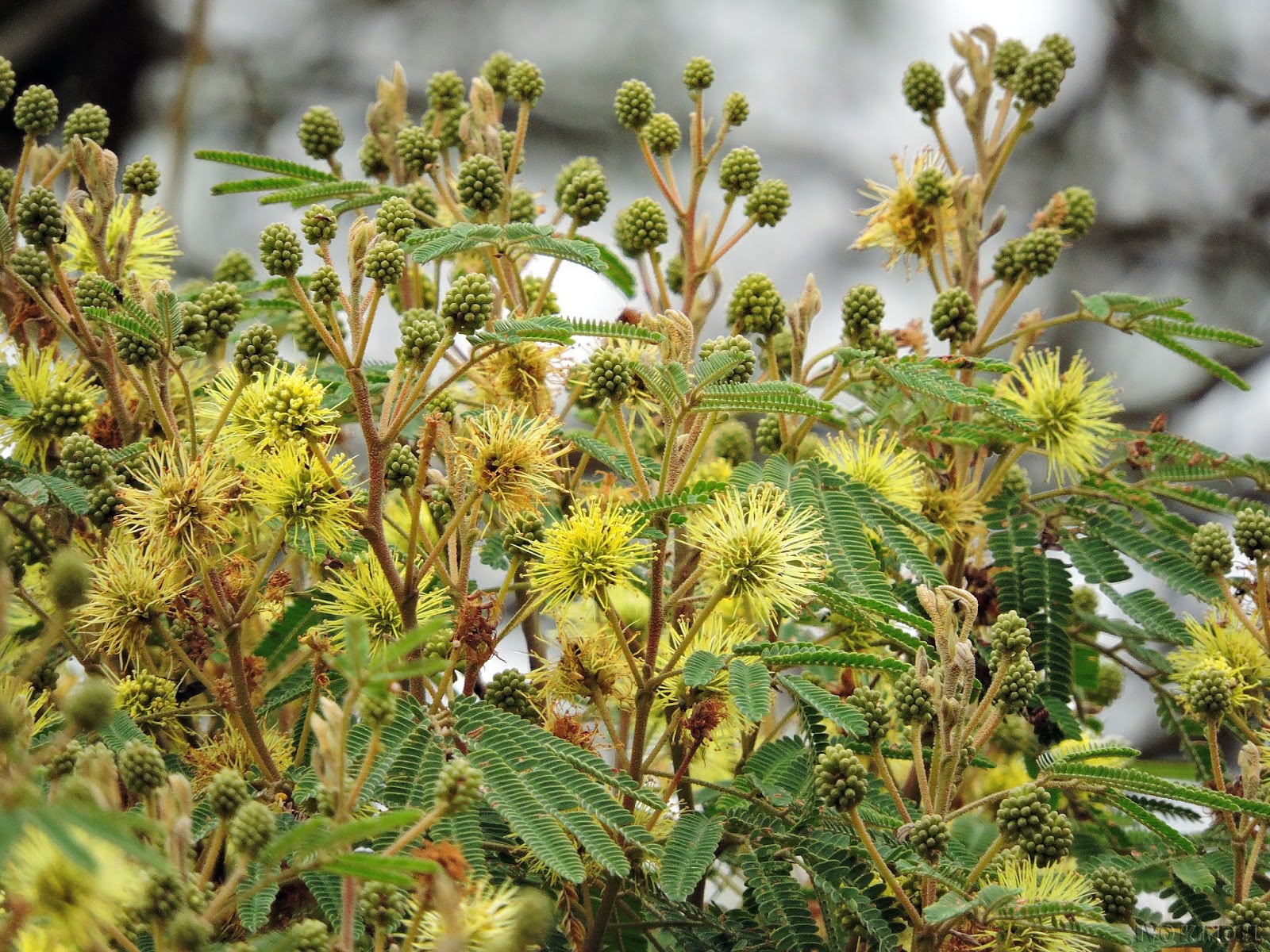BUTZKE AGRÍCOLA E FLORESTAL - TAIÓ/SC: Mimosa scabrella (Bracatinga)