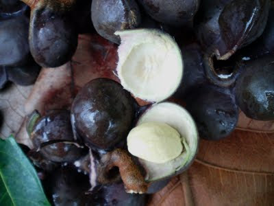 SEINDAH BAHASA: rinduku bertunas kembali.....