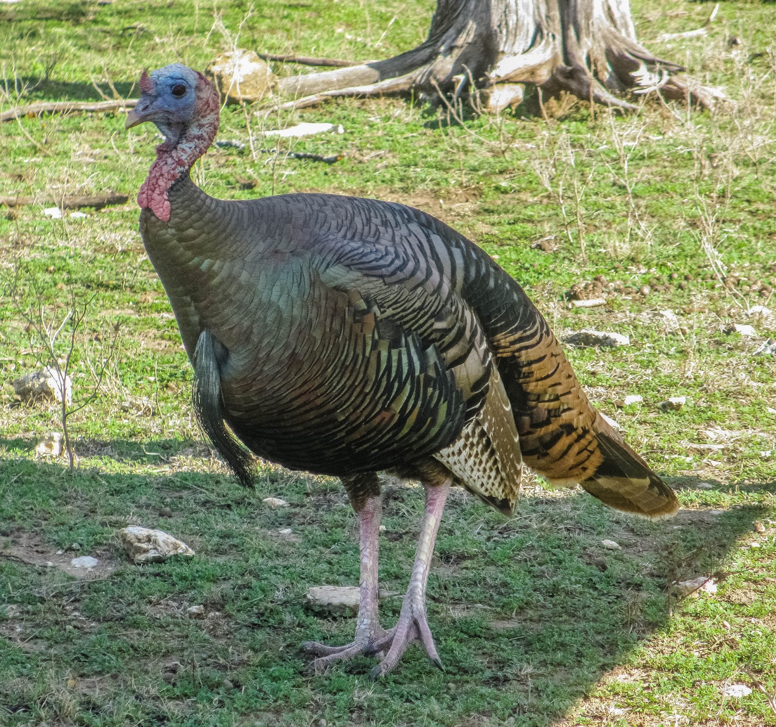 Cannundrums: Rio Grande Wild Turkey