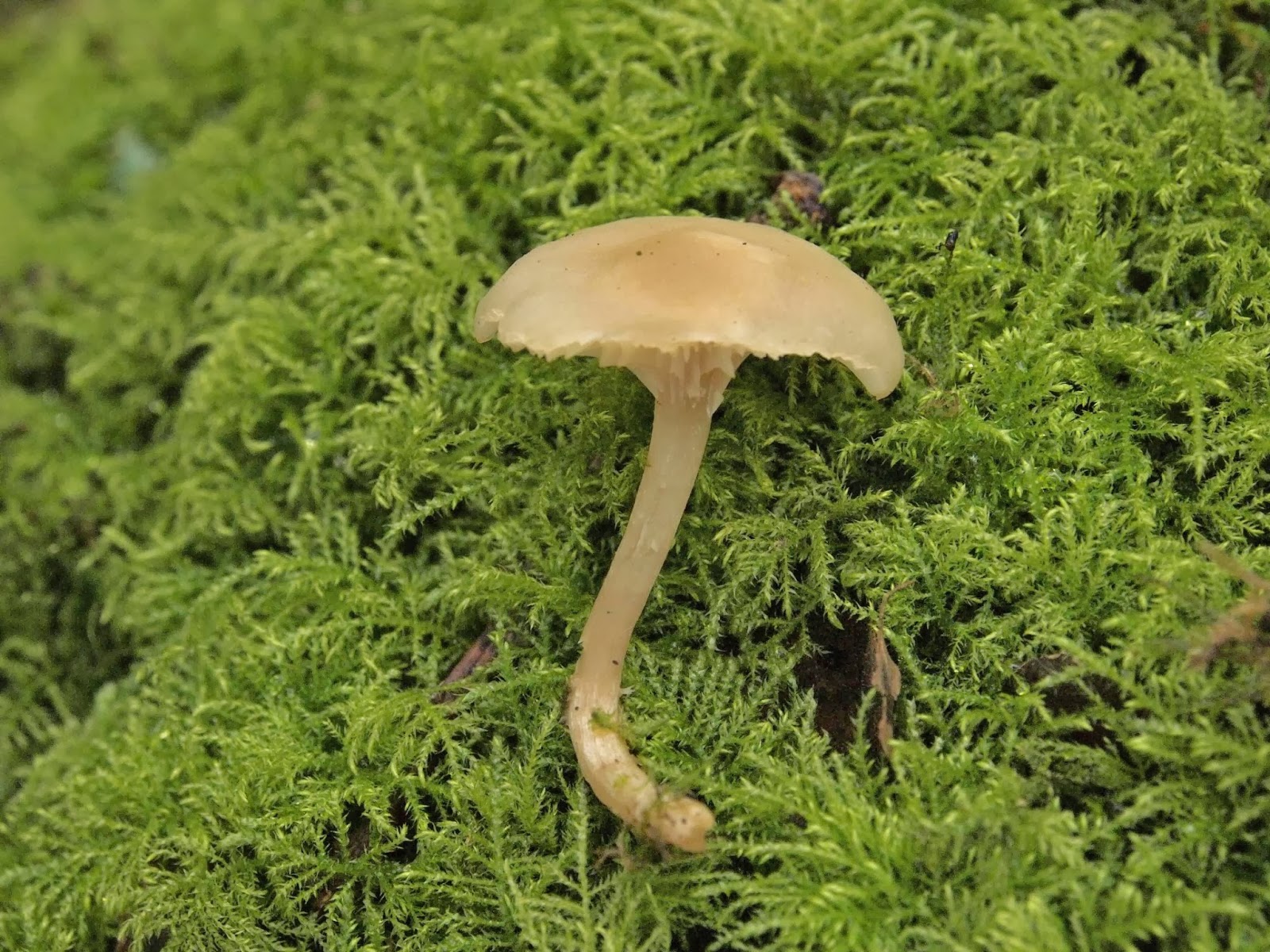 Calderdale Fungi - Halifax Scientific Society - Mycology Section ...