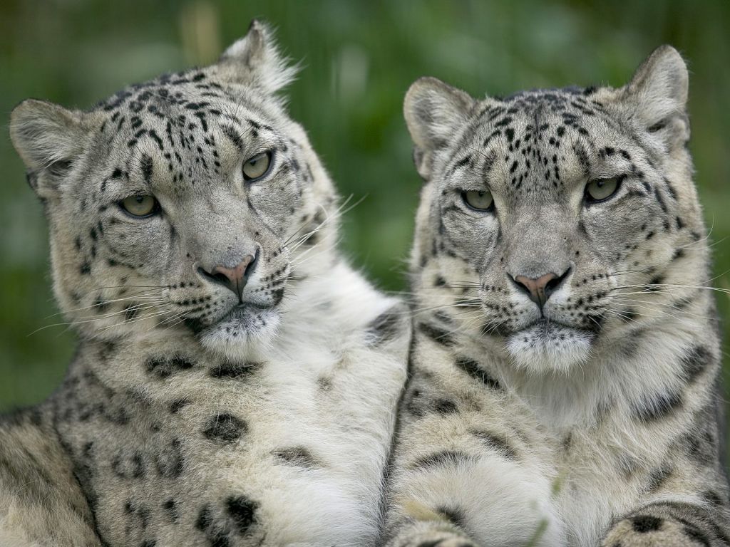 My Wallpaper Collection: Beautiful Snow Leopards (Part-2)