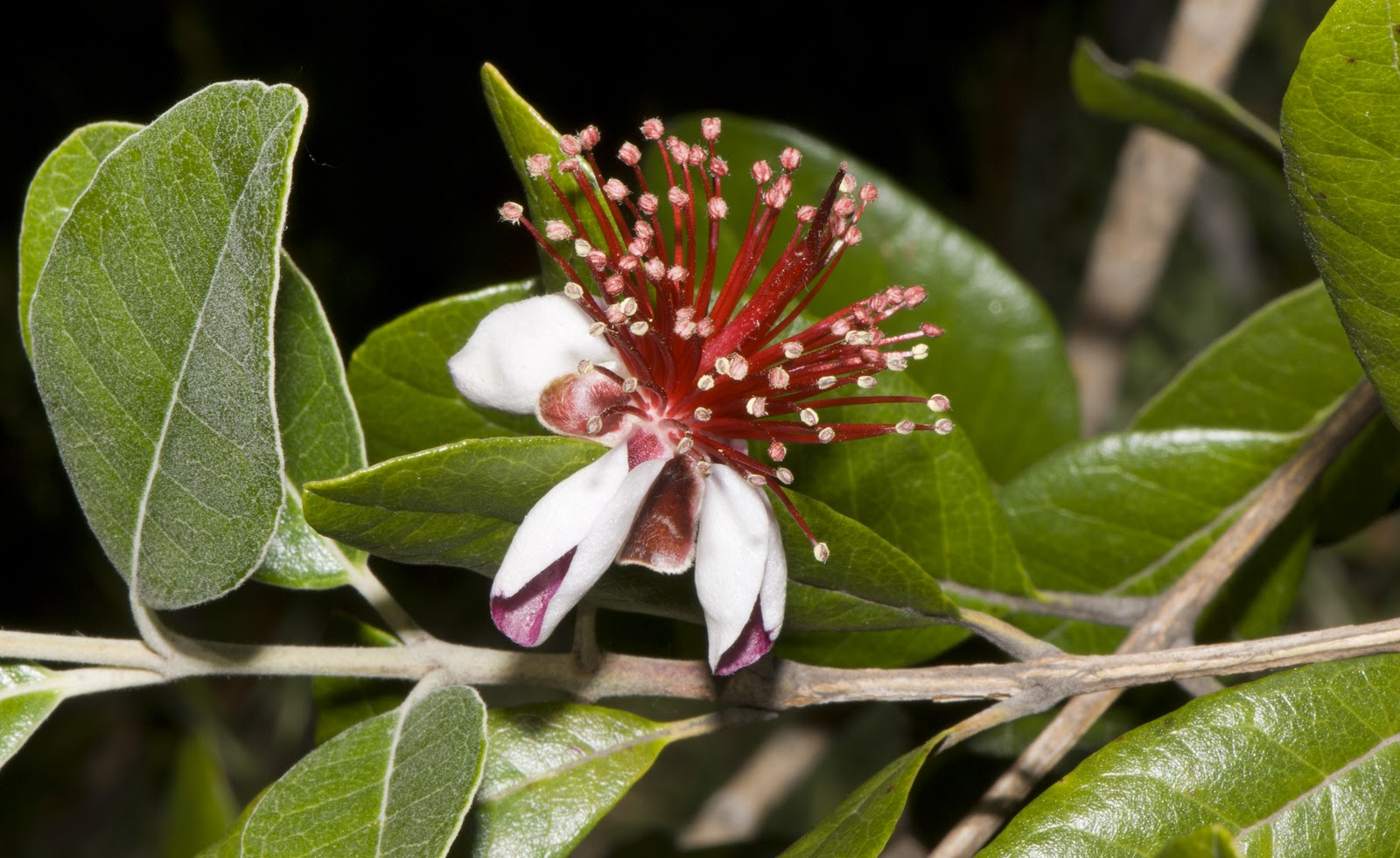FOTOGRAFIAS DE LA FLORA AUTOCTONA DEL URUGUAY: GUAYABO DEL PAIS
