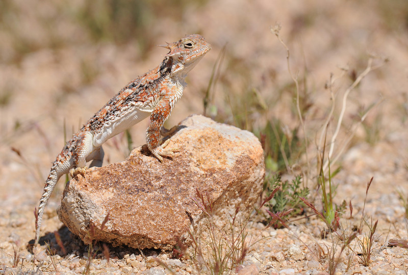 Phrynosoma - Reptiles World