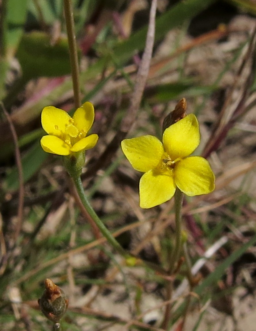 Wildwings and Wanderings: Wildflowers and Insects in The New Forest